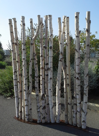Paravent en S avec des troncs de bouleaux de 2m de hauteur et 5/7cm de ...